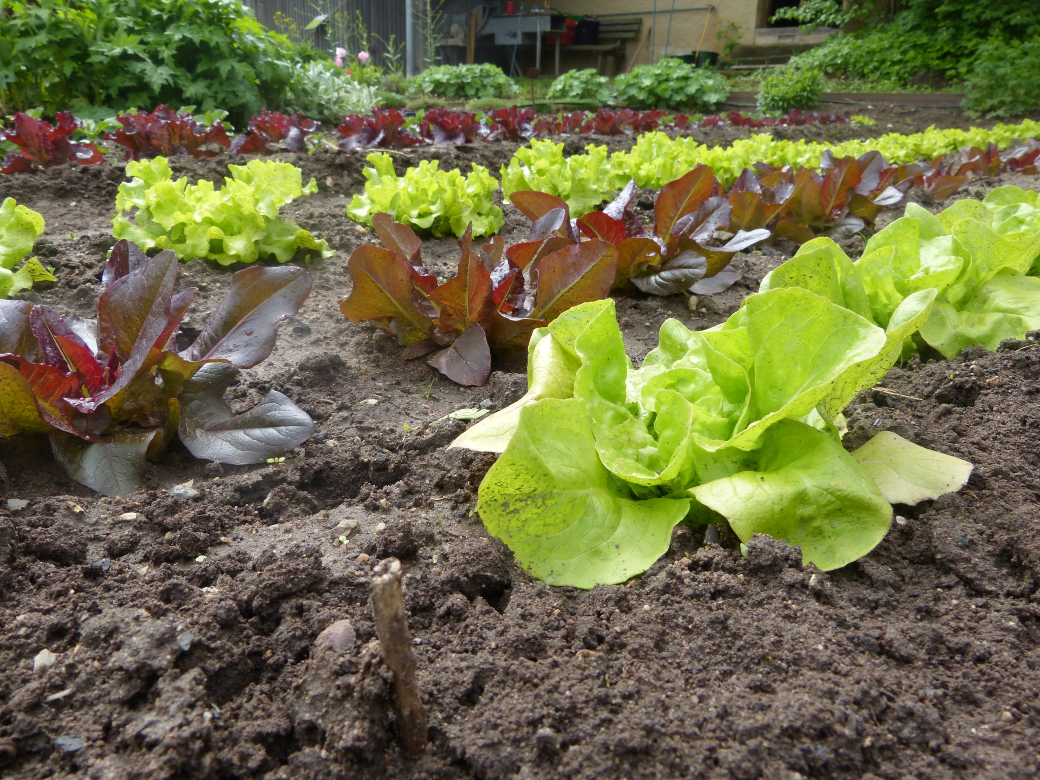 Farbige Blattsalate - Teufelsohr - Der Gartenblog