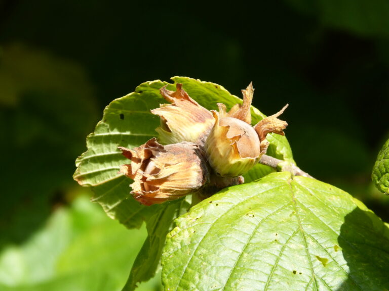 Hasel – die Vielseitige - Teufelsohr - Der Gartenblog